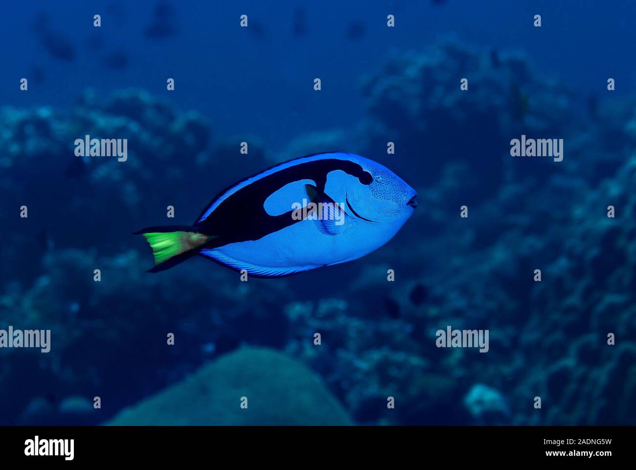 Paracanthurus hepatus hi-res stock photography and images - Alamy