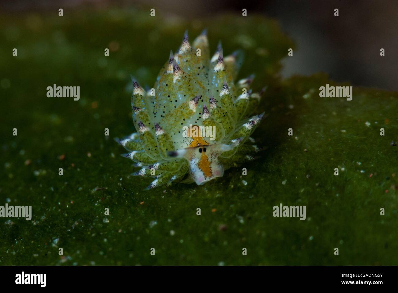 Little Leaf-sheep Nudibranch Costasiella kuroshimae Stock Photo - Alamy