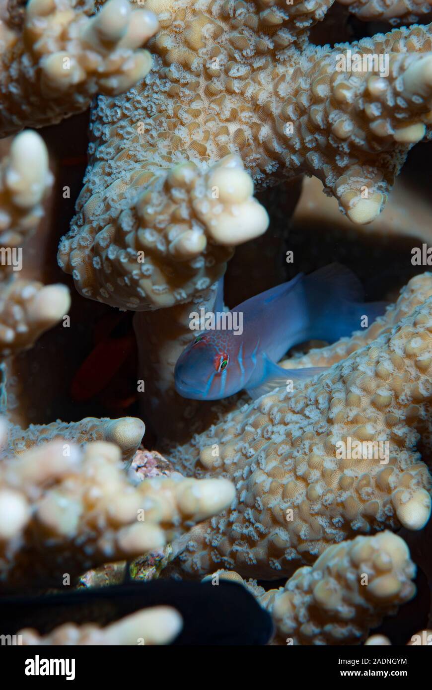 Five-lined coral goby Gobiodon quinquestrigatus Five-lined coral goby ...