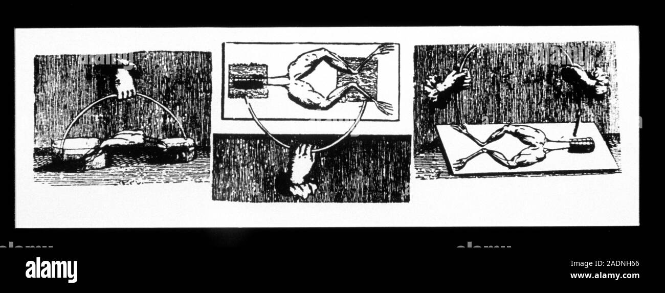 Three illustrations of Luigi Galvani's experiment on frog muscle and ...