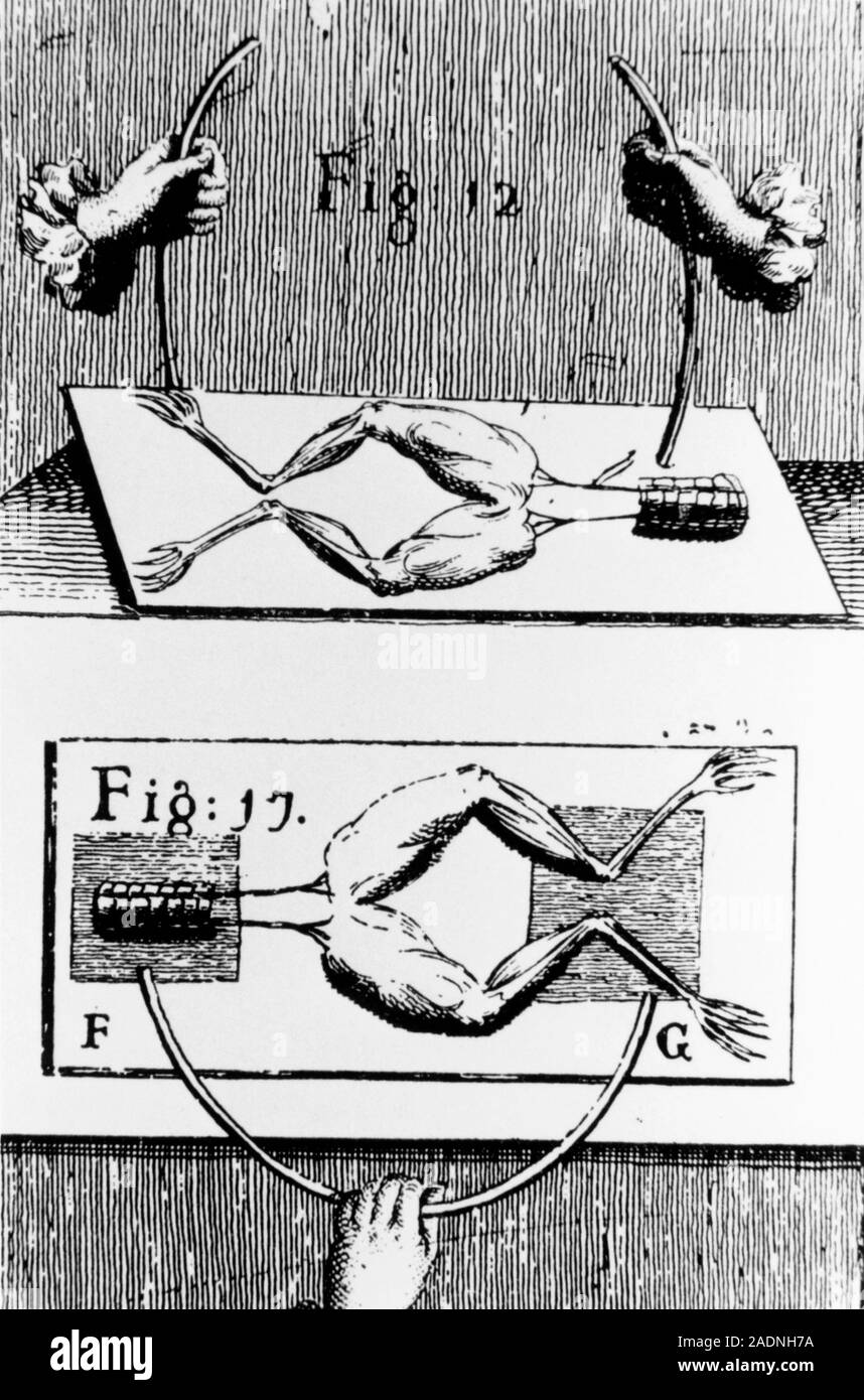 Early experiments on electricity. Artwork showing details of Luigi Galvani's 1791 experiment on ...