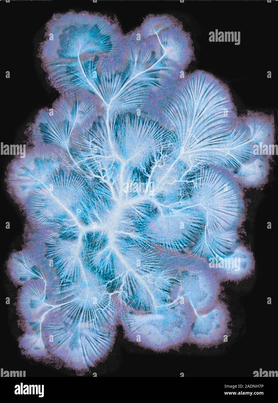 Electric spark, negative pole. Coloured artwork of the branching ...