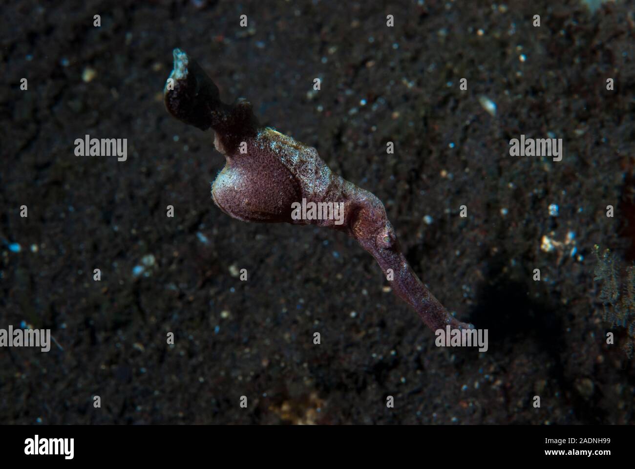 Pipefish mating hi-res stock photography and images - Alamy