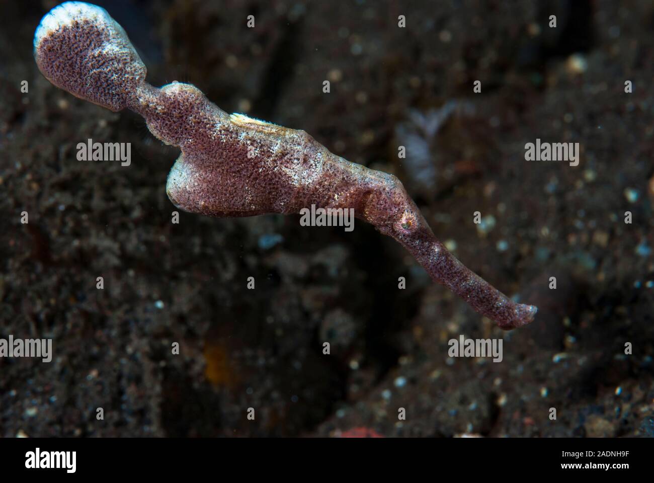 Pipefish mating hi-res stock photography and images - Alamy