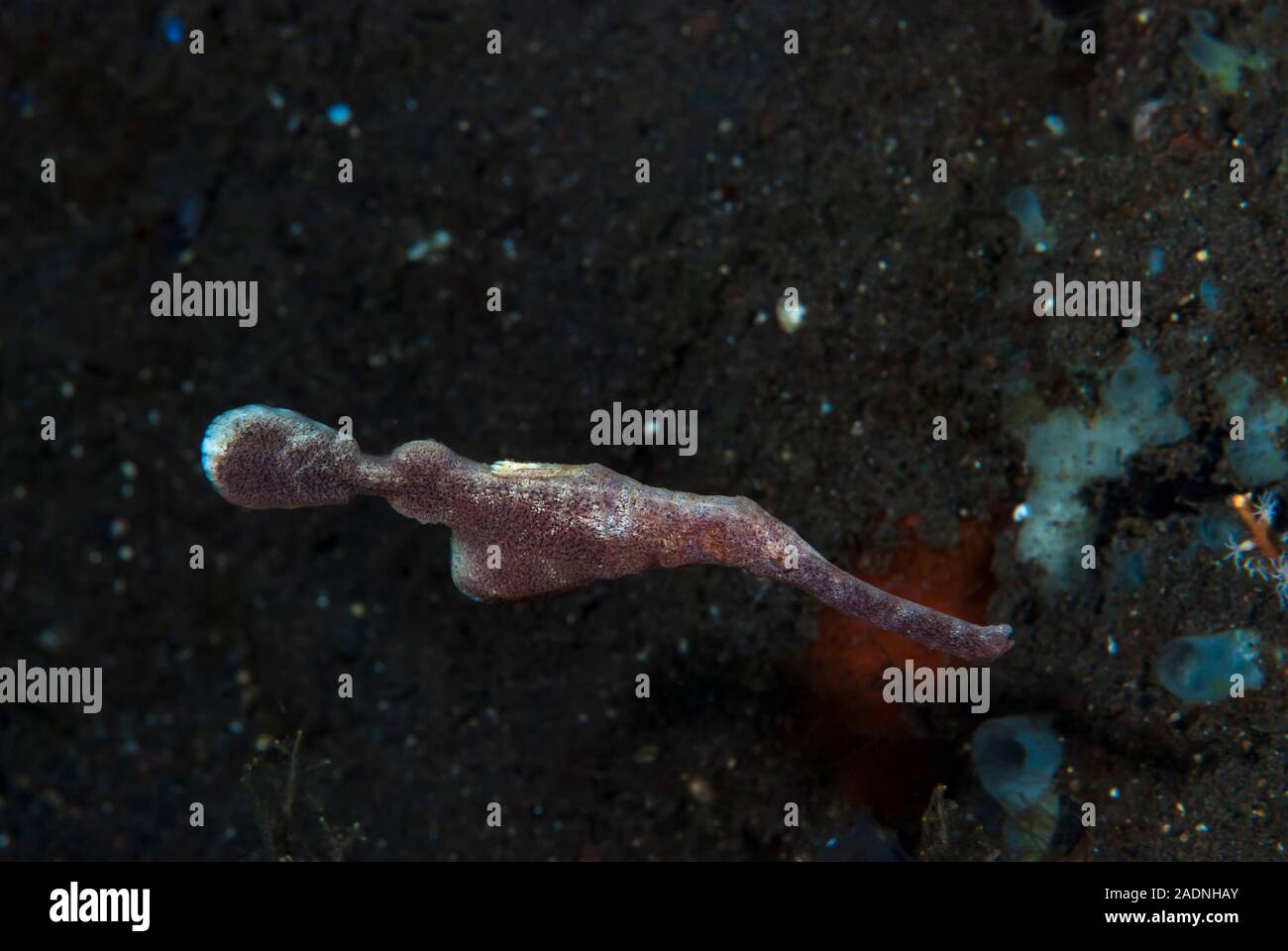 Pipefish mating hi-res stock photography and images - Alamy