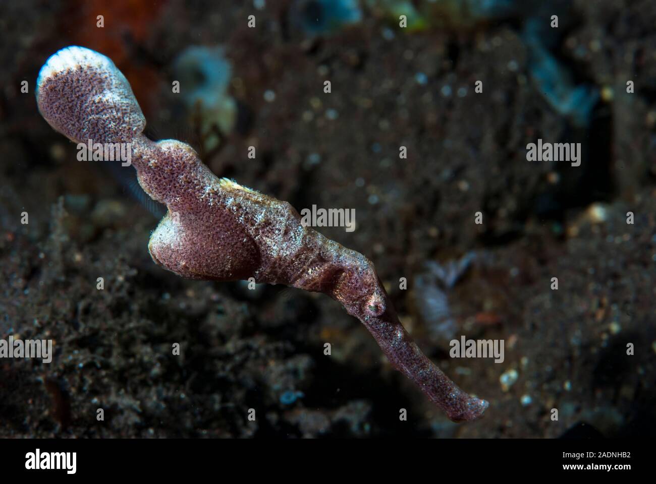 Pipefish mating hi-res stock photography and images - Alamy