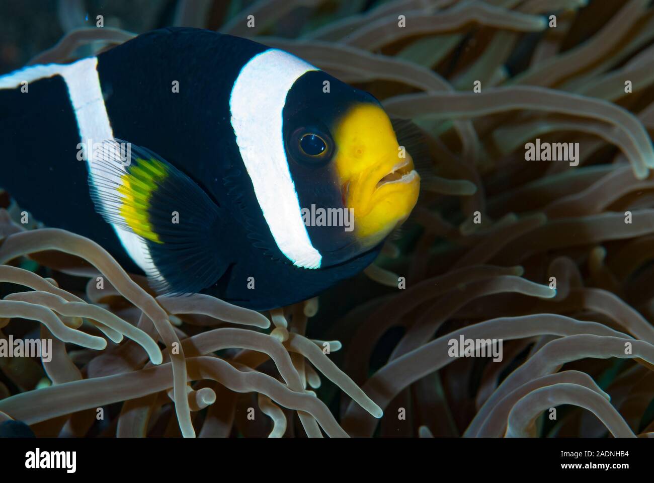 Seba Anemonefish Amphiprion sebae Stock Photo - Alamy
