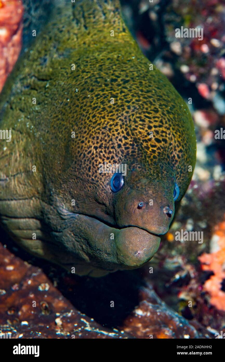 Giant mooray gymnothorax javanicus hi-res stock photography and images ...