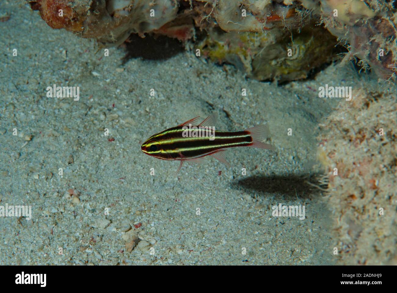 Apogon sp hi-res stock photography and images - Alamy