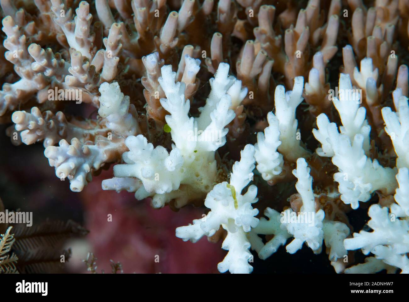 Ocean acidification hi-res stock photography and images - Alamy