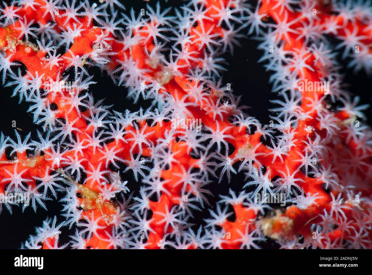 Ecology polyps hi-res stock photography and images - Alamy