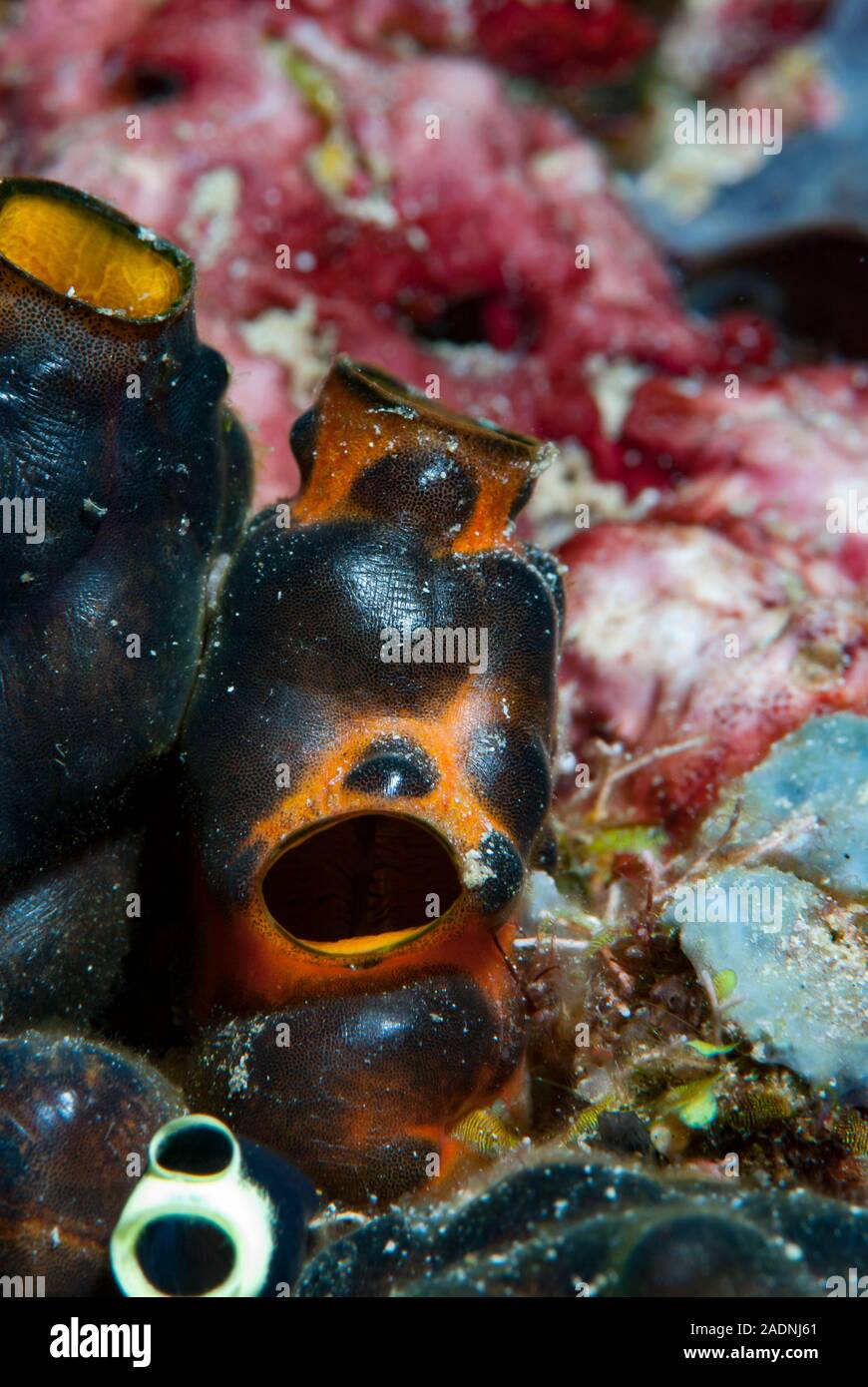 Underwater Marine Life Photography, Sea Creatures Stock Photo - Alamy