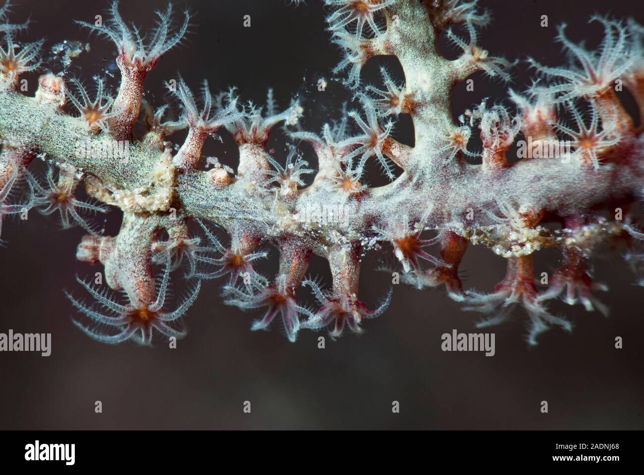 Coral polyps hi-res stock photography and images - Alamy