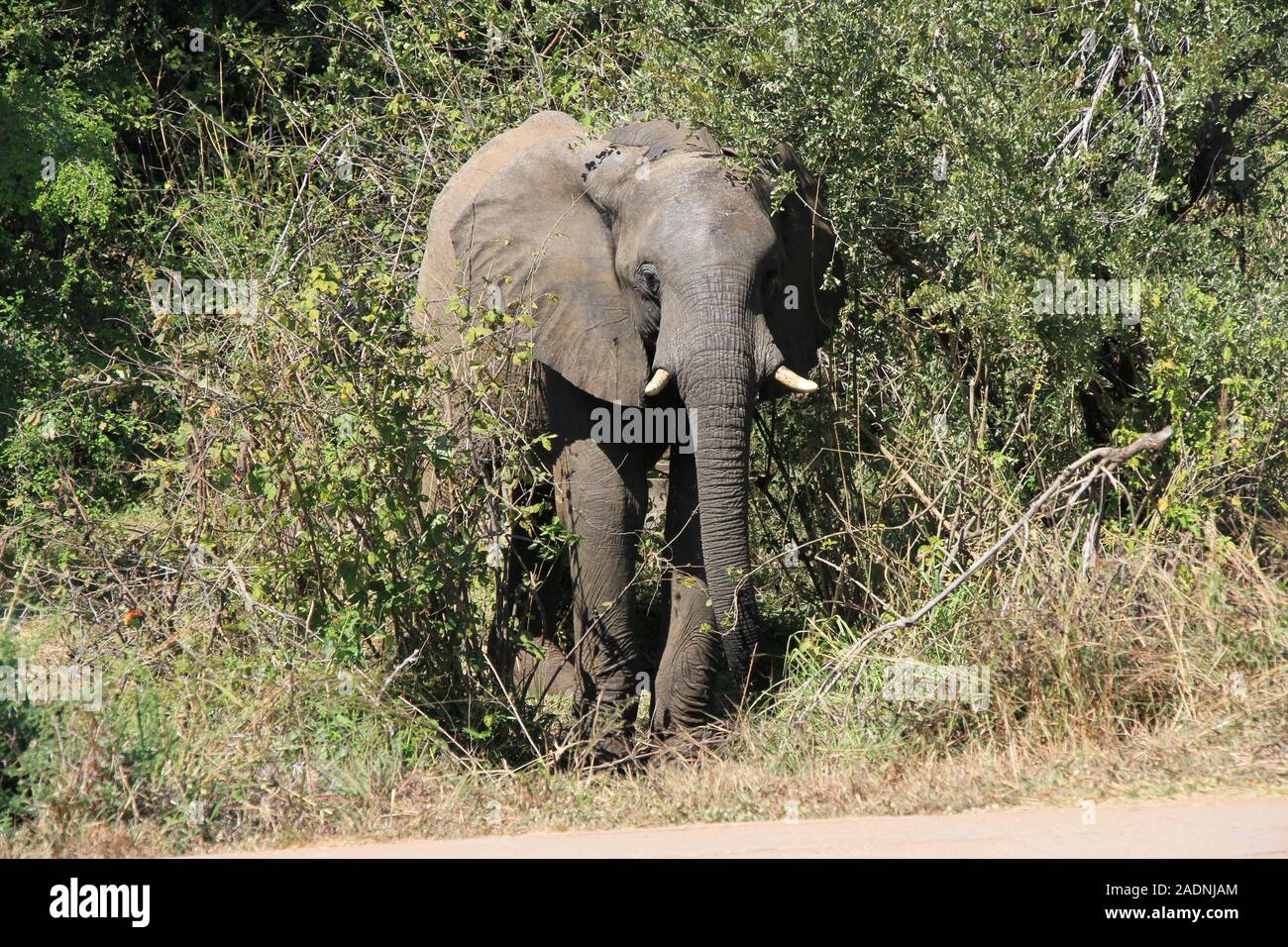 African elephant waterfall hi-res stock photography and images - Alamy