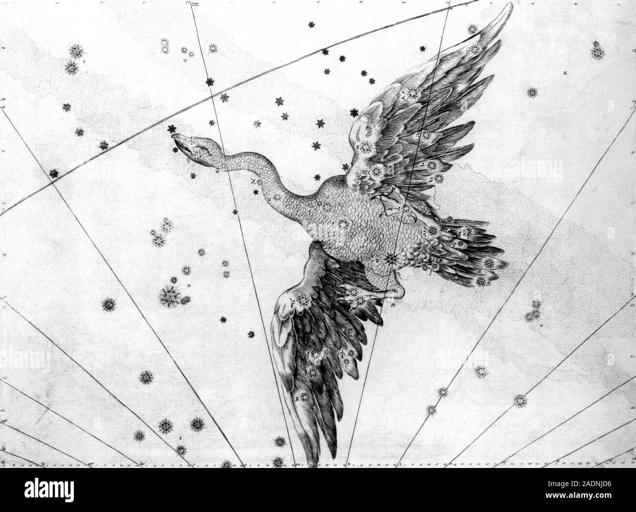 Cygnus constellation. 17th century artwork of a swan, representing the ...