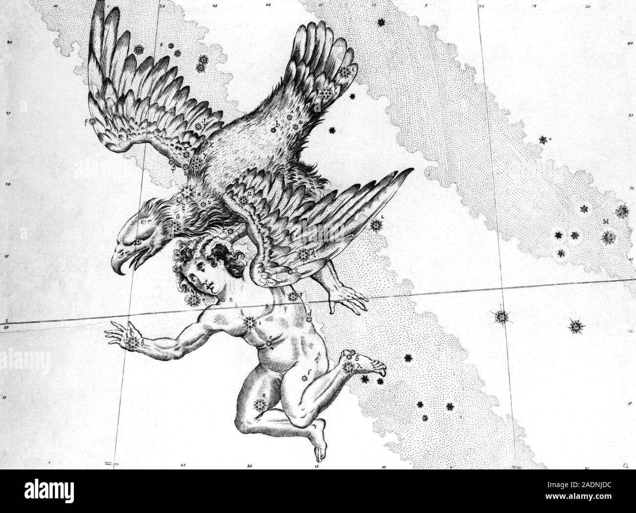 Aquila constellation. 17th century artwork of an eagle, representing ...