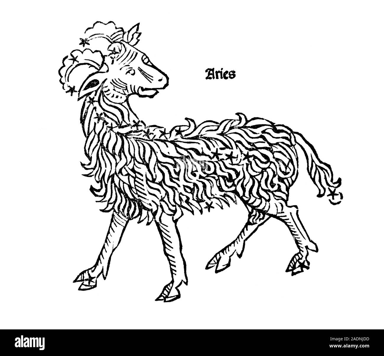 Aries constellation, 15th century artwork. Engraving of the ram Aries ...