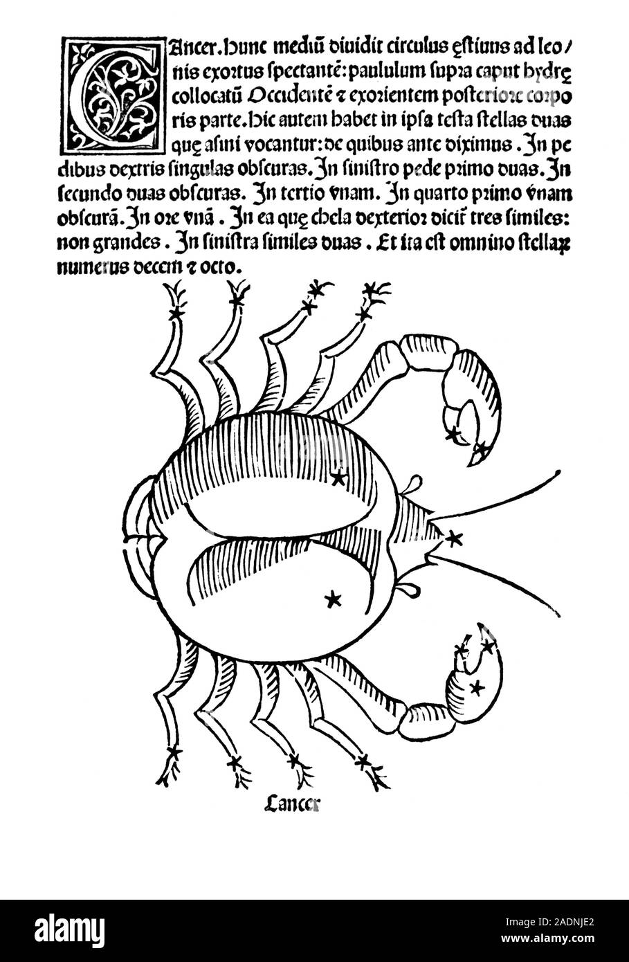Cancer constellation, 15th century artwork. Engraving of Cancer (the ...