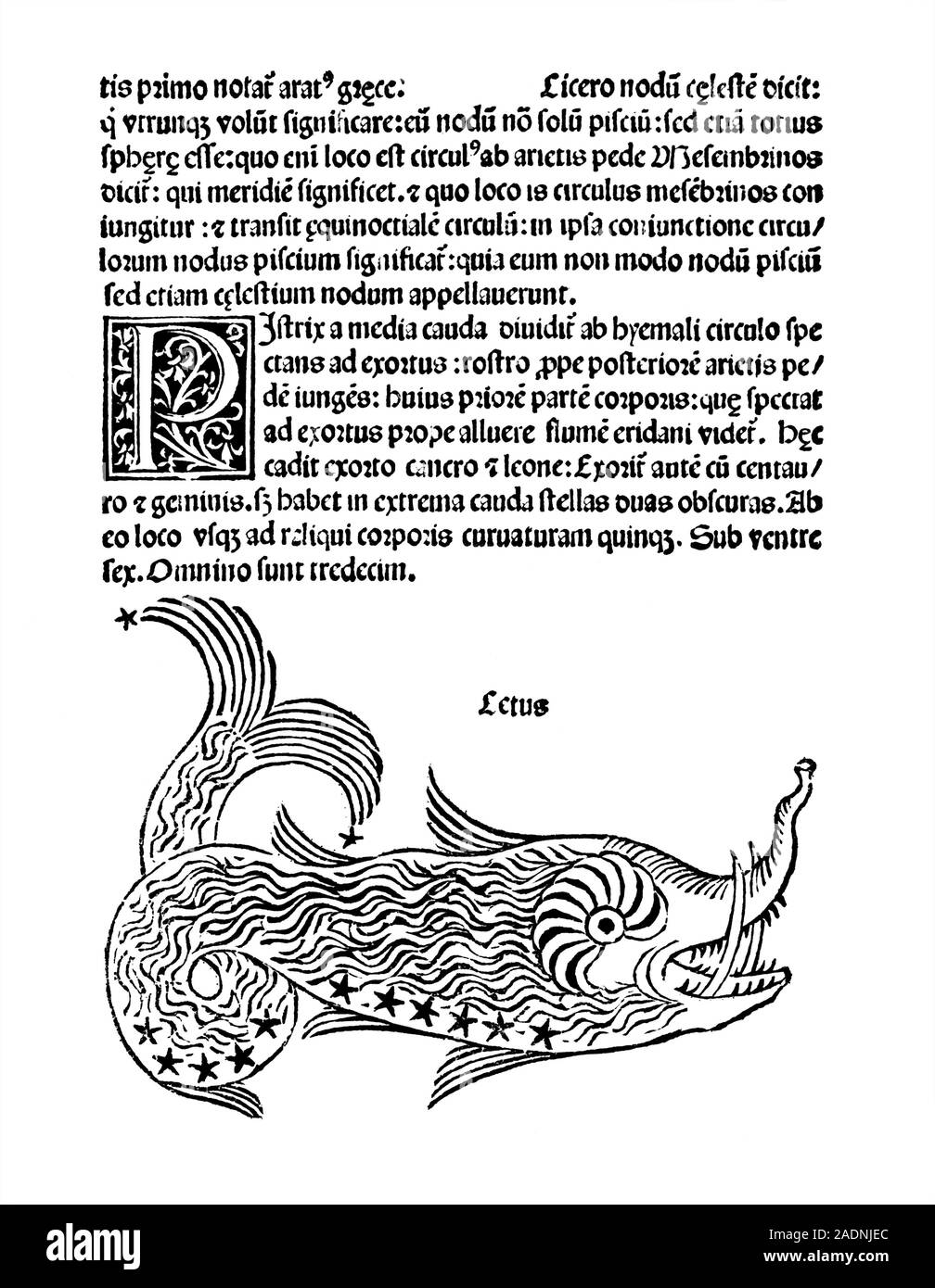 Cetus constellation, 15th century artwork. Engraving of Cetus (the sea ...