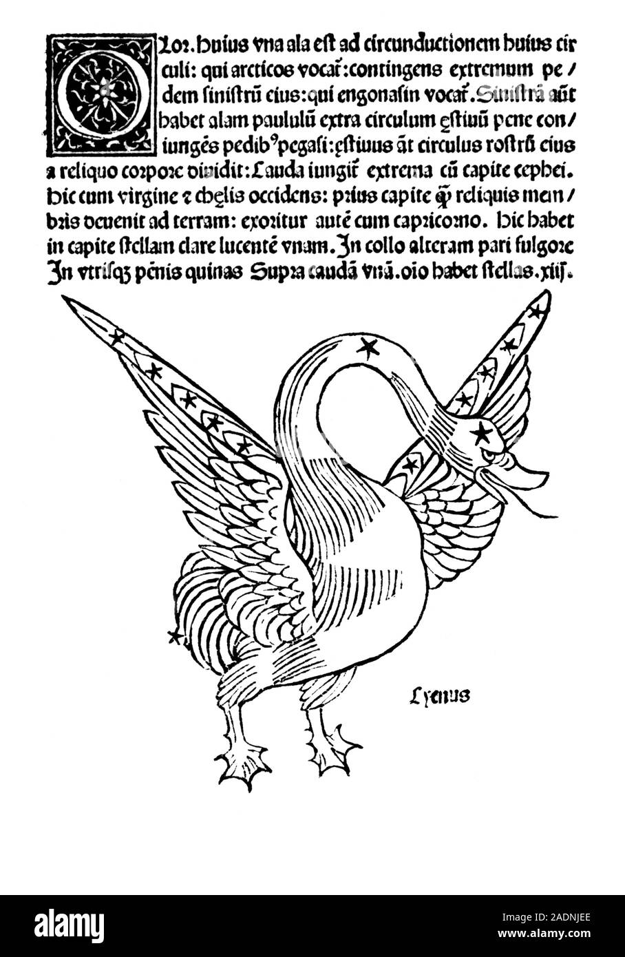 Cygnus constellation, 15th century artwork. Engraving of Cygnus (the ...