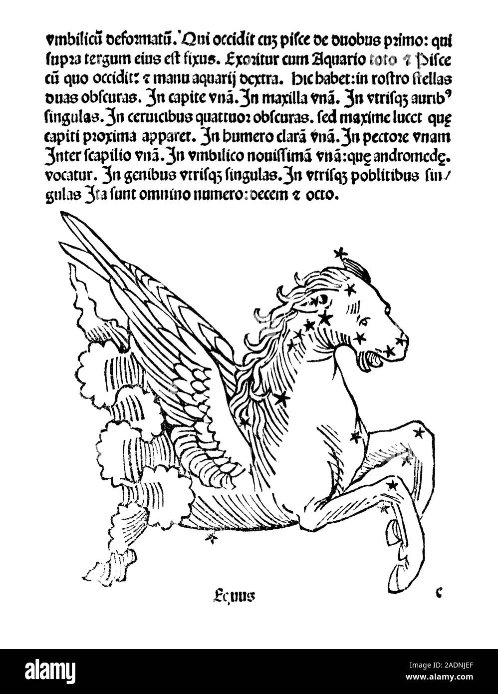 Equus constellation, 15th century artwork. Engraving of Equus (the ...