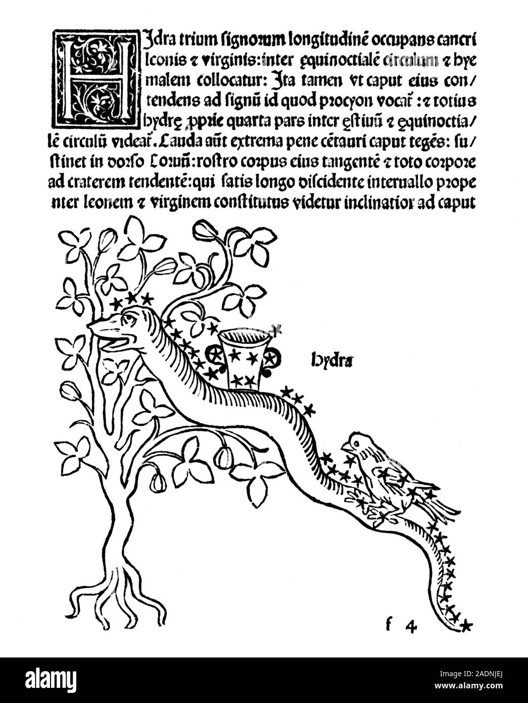Hydra constellation, 15th century artwork. Engraving of the Hydra ...