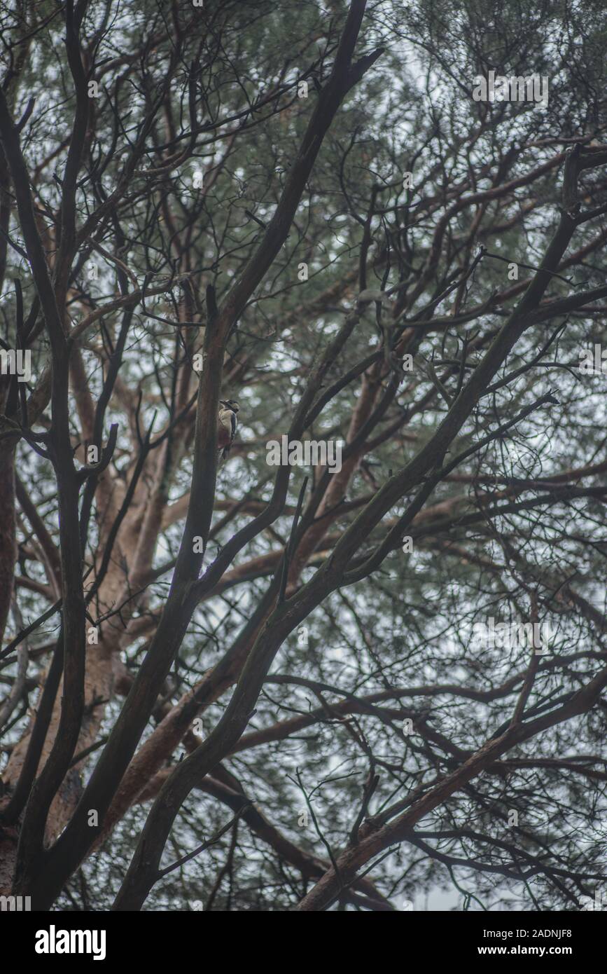 Sunlight Through Tree Crown - Low angle view. Tree crown. Foliage ...