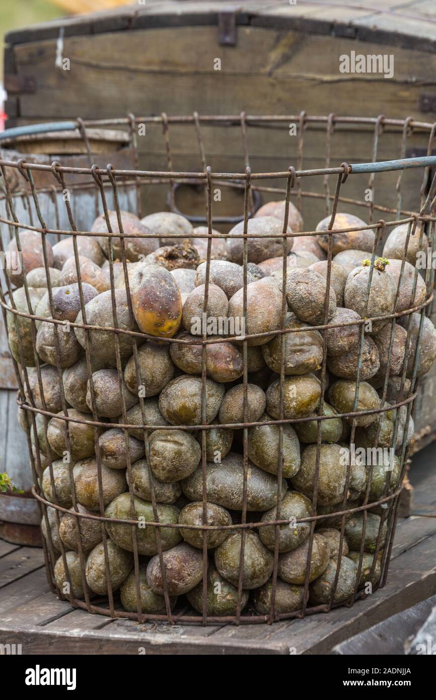 In a metal, holey basket, a mound of rotten potatoes stands on a wooden ...