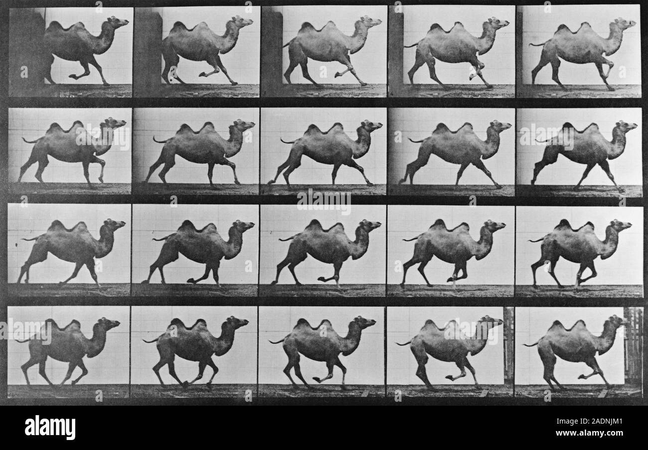 Galloping camel. High-speed photographic sequence of a galloping camel ...