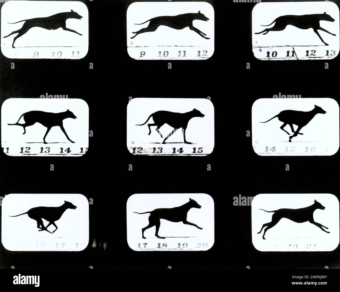 Eadweard Muybridge Film