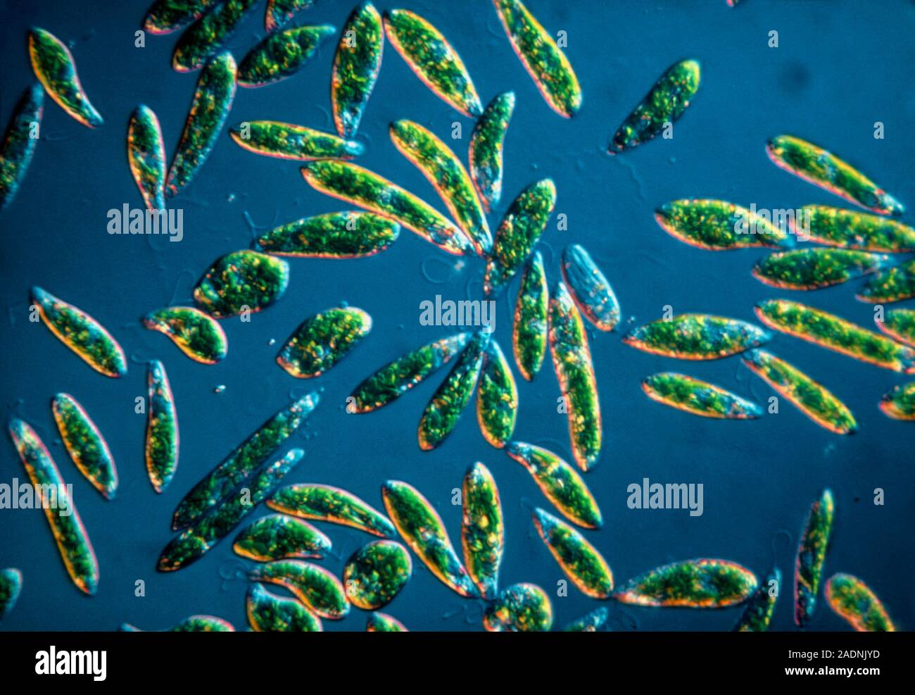 Euglena Algae Diagram Of Euglena Structure Of Euglena Viridis With
