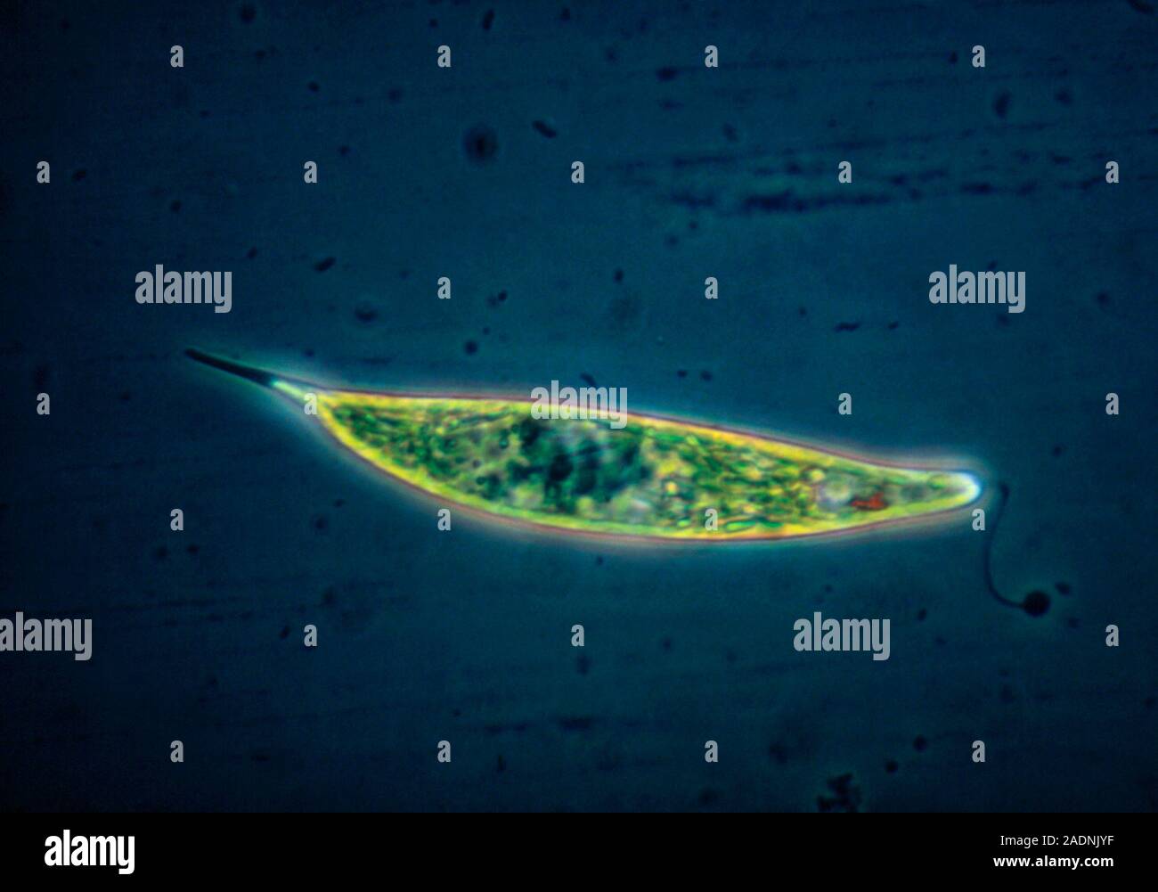 Protozoan algae. Light micrograph of Euglena acus, a protozoan algae ...