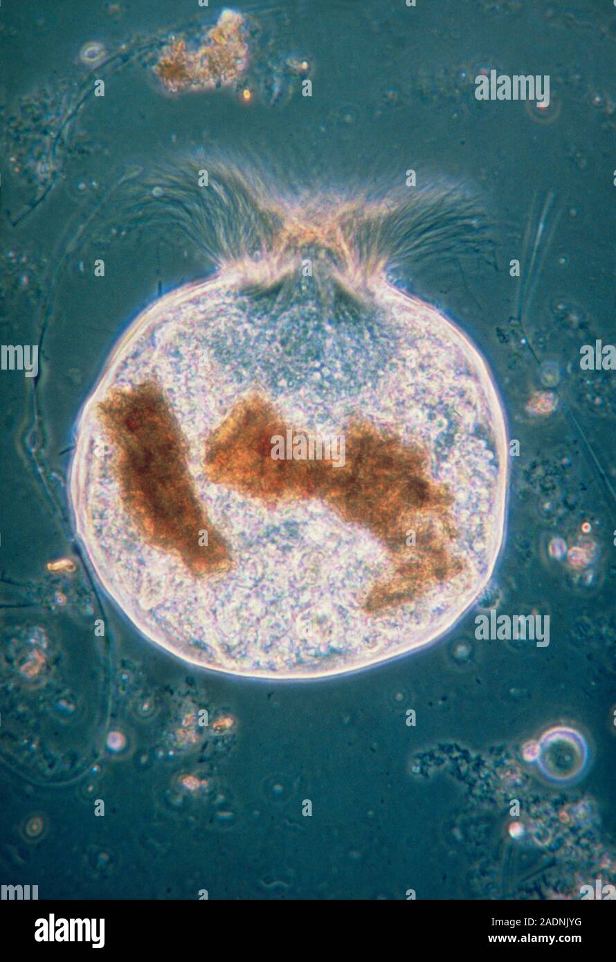 Light micrograph of the flagellate protozoan Barbulanympha ufalula ...