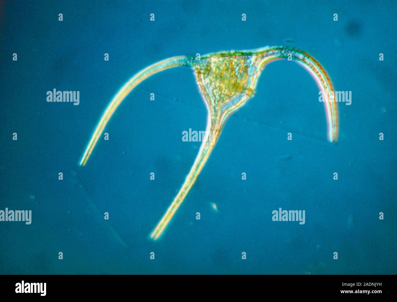 Light micrograph of a dinoflagellate Ceratium tripos from the ...
