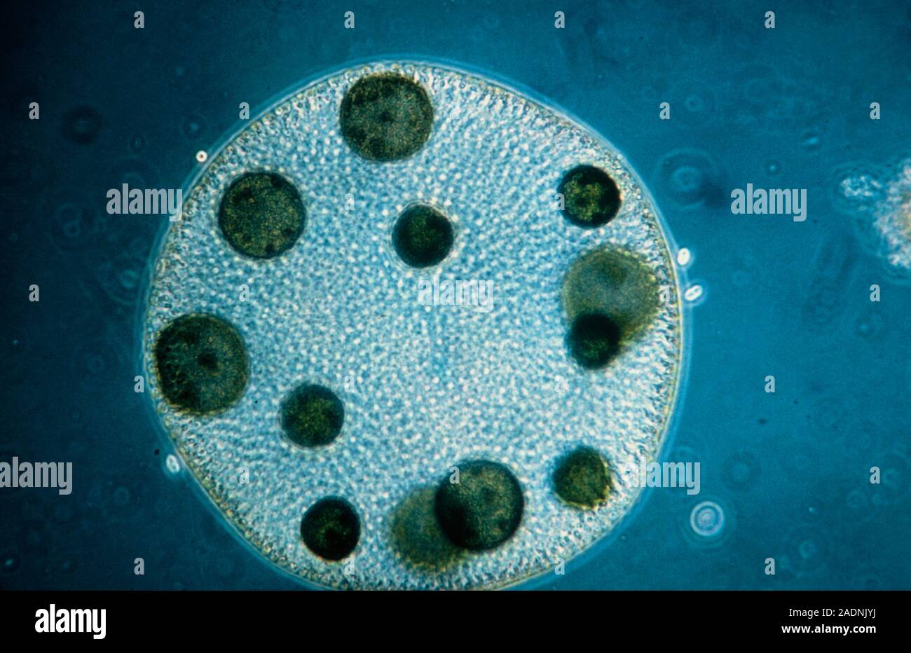 Volvox algae. Light micrograph of a colony of Volvox aureus, a green ...