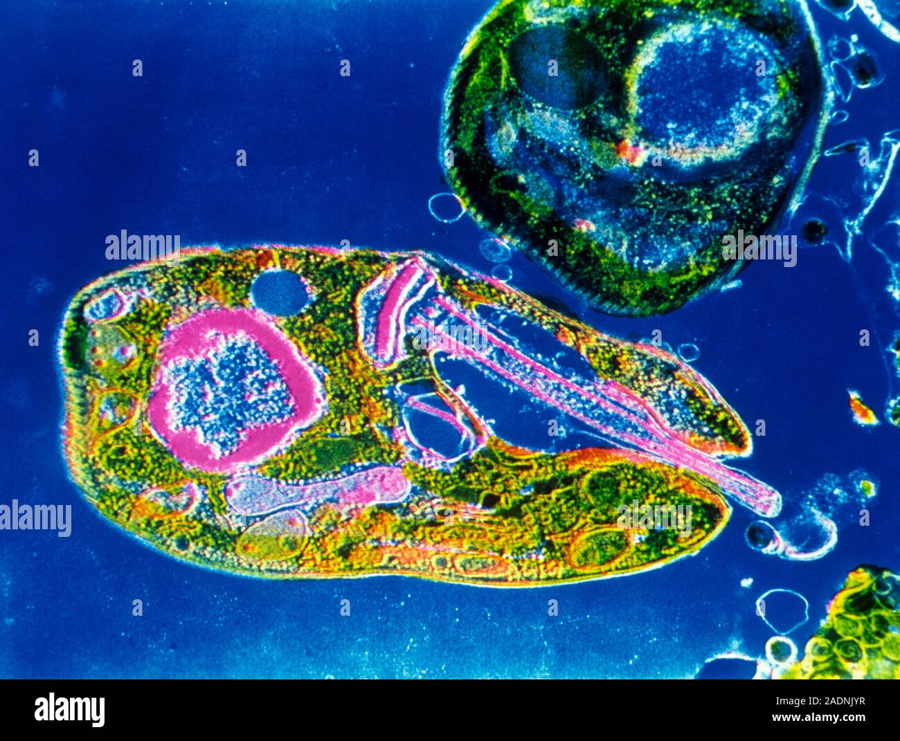 False-colour transmission electron micrograph (TEM) of Leishmania sp ...