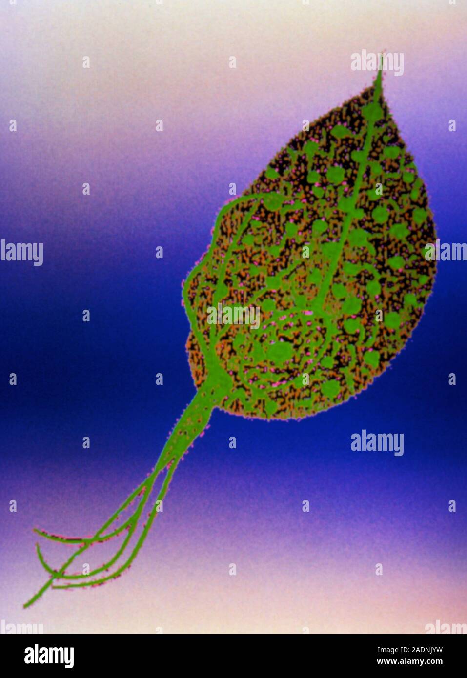 False-colour transmission electron micrograph of the parasitic ...