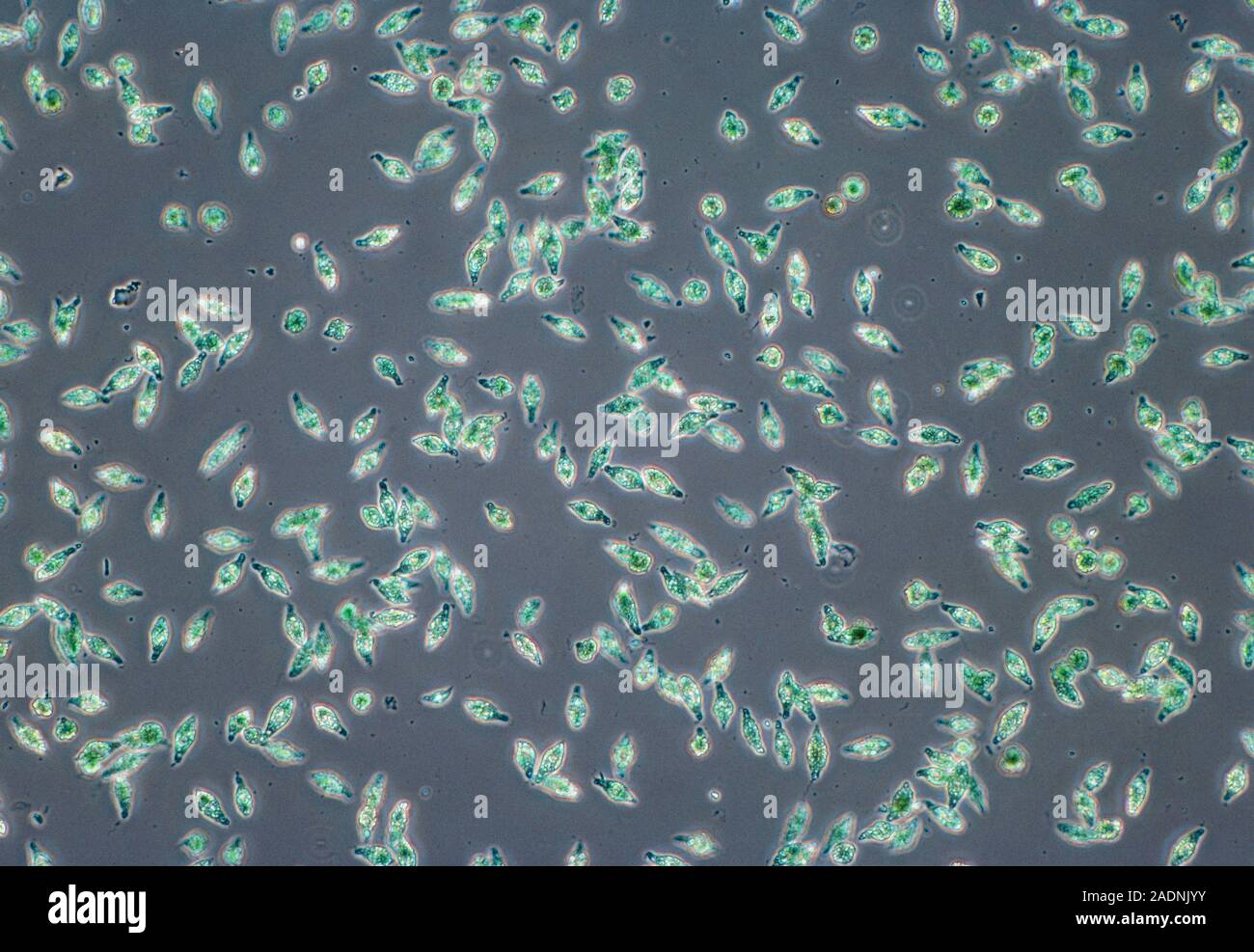 Light micrograph of a field of Euglena viridis, a flagellate protozoan ...