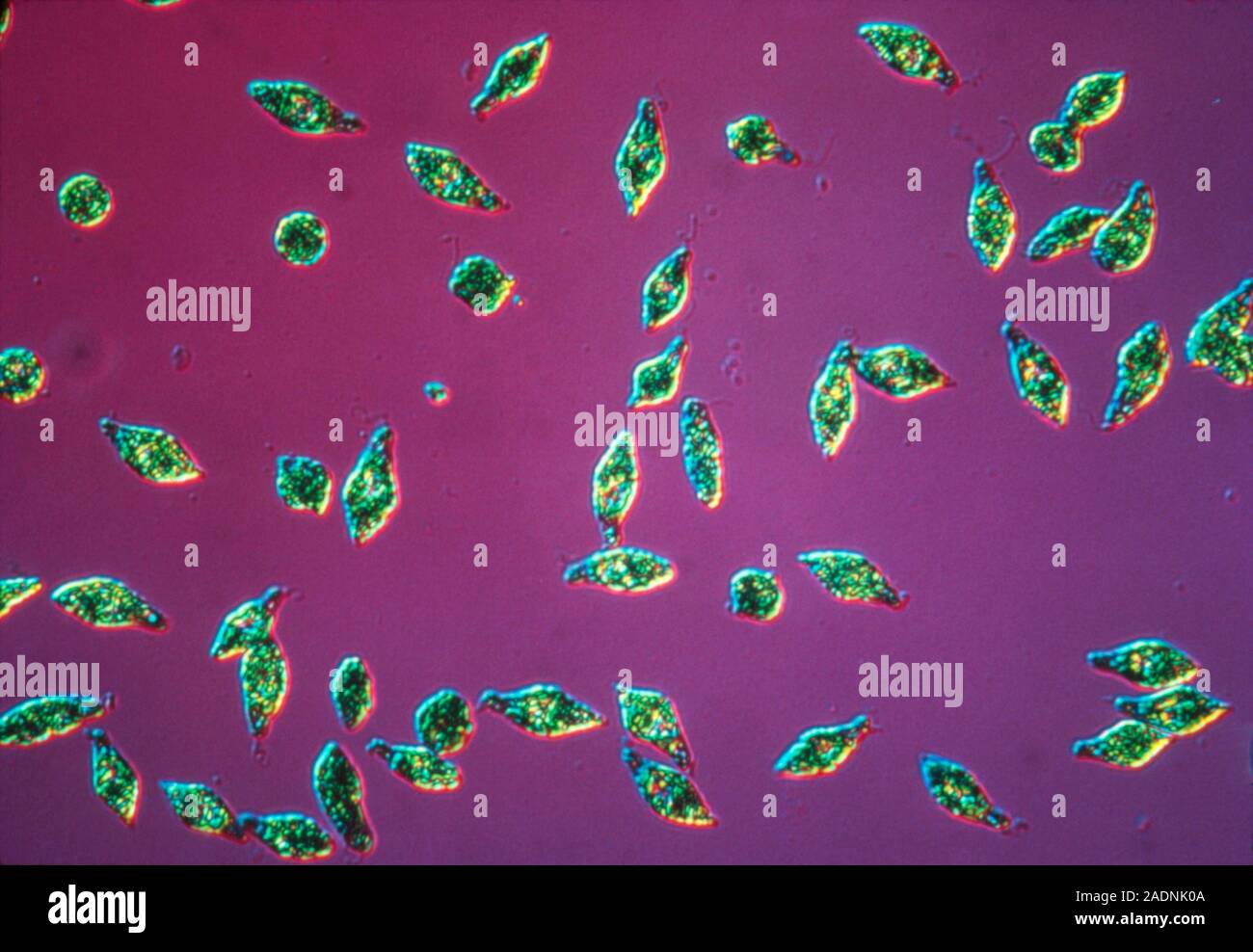 Light micrograph of a field of Euglena viridis, a flagellate protozoan ...