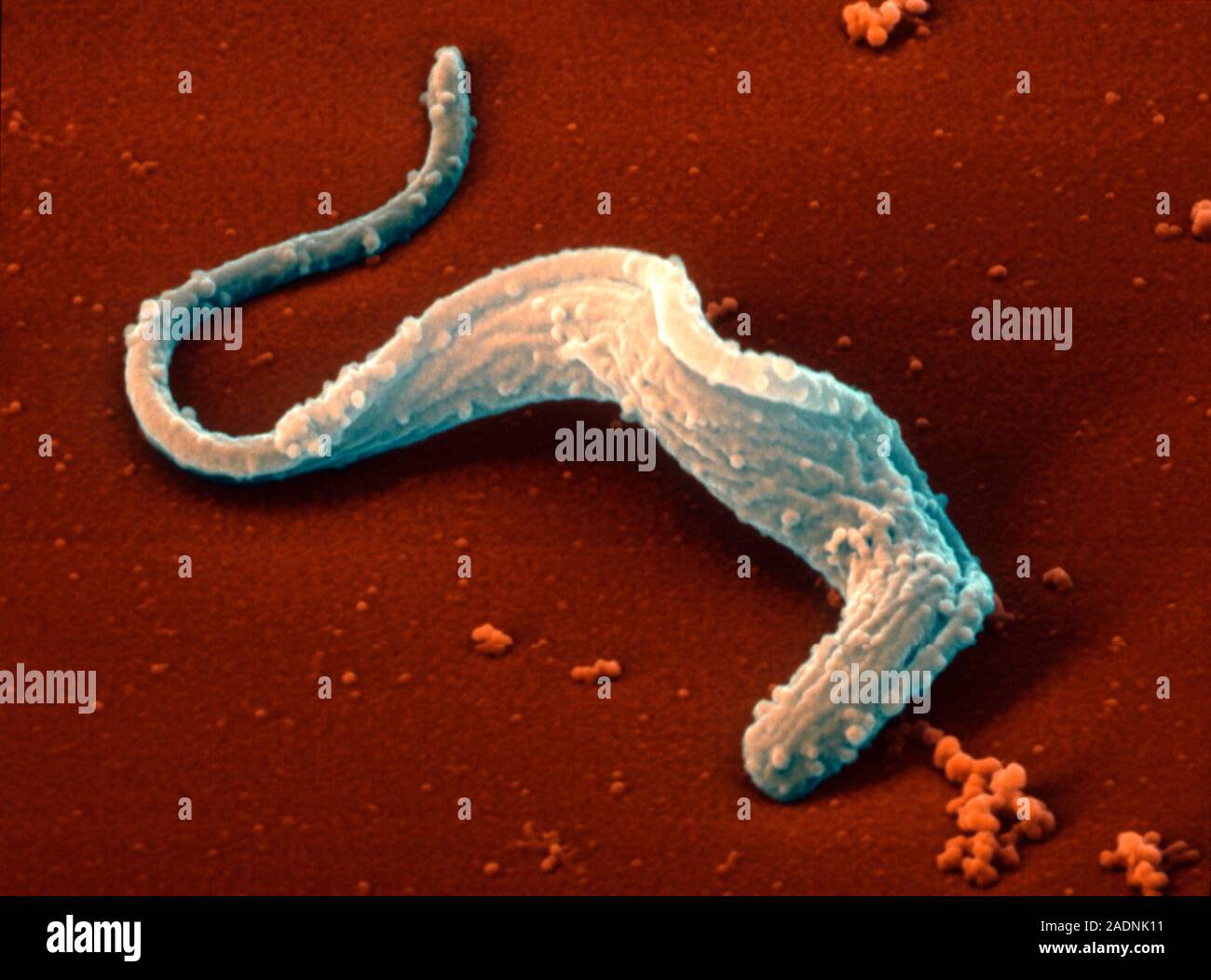 Trypanosome. Coloured scanning electron micro- graph (SEM) of a ...