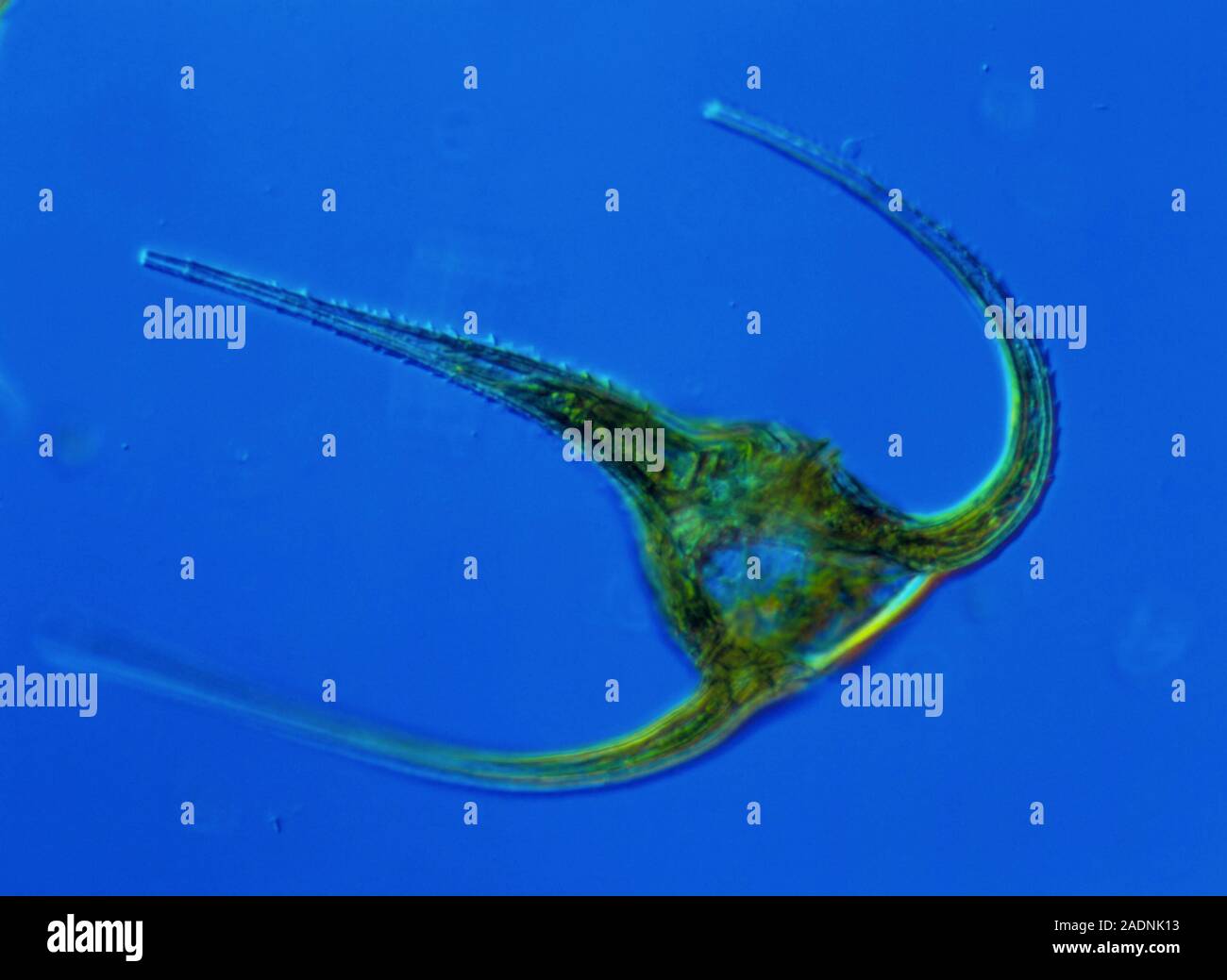 Dinoflagellate. Light micrograph of the marine dinoflagellate Ceratium ...