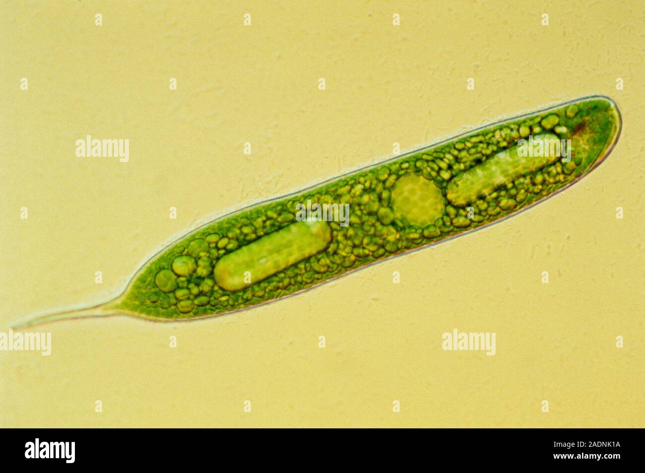 Euglena protozoan. Light micrograph of Euglena sp., a protozoan. This ...