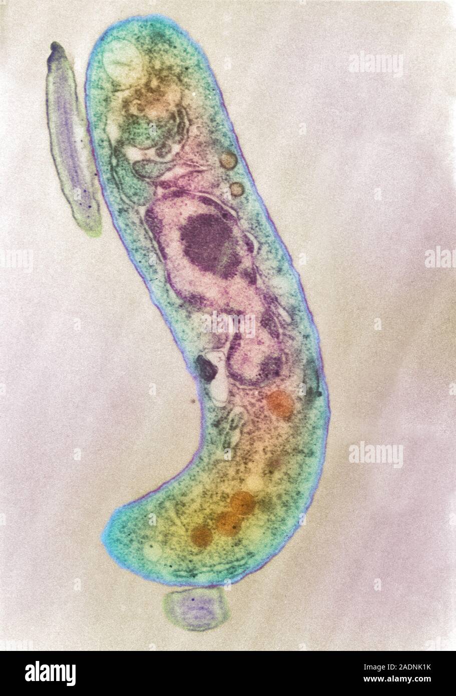 Parasitic protozoan. Coloured transmission electron micrograph (TEM) of ...