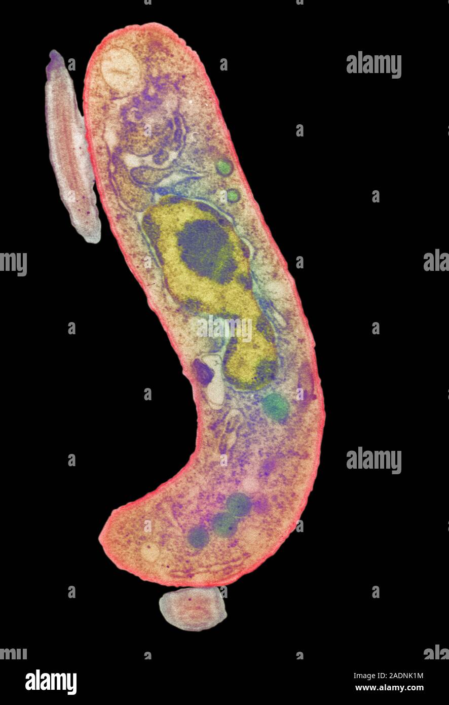 Parasitic protozoan. Coloured transmission electron micrograph (TEM) of ...