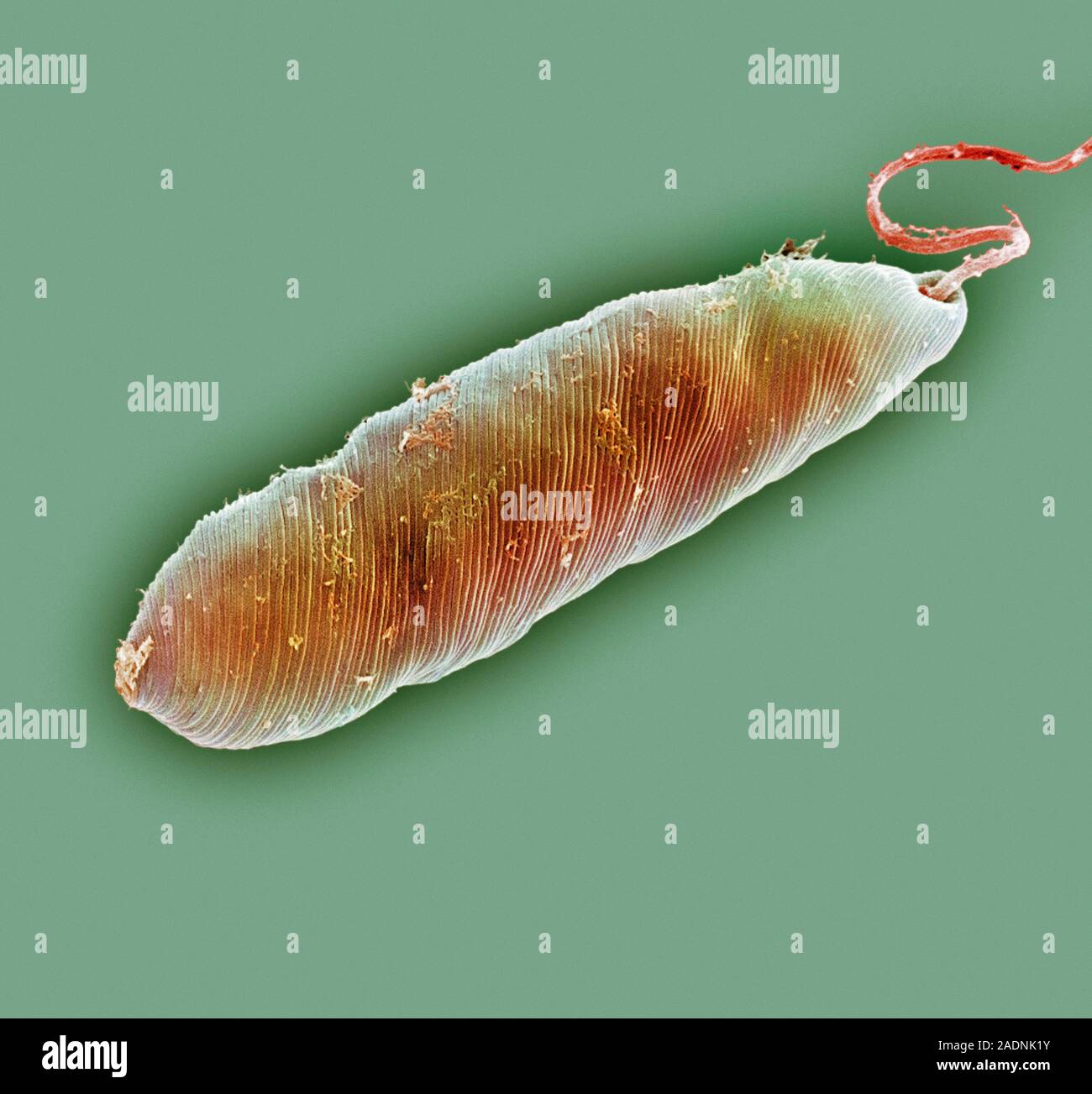 Euglena sp. protozoan. Coloured scanning electron micrograph (SEM) of a ... Euglena sp. protozoan. Coloured scanning electron micrograph (SEM) of a ...
