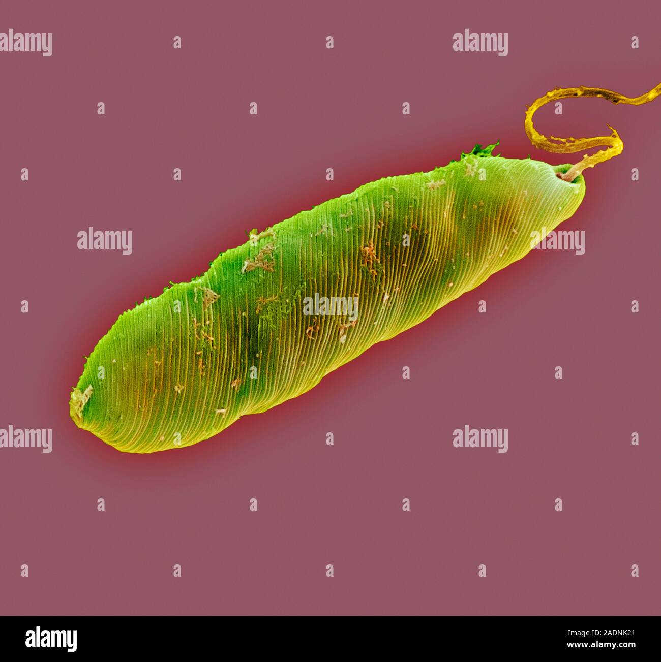 Euglena sp. protozoan. Coloured scanning electron micrograph (SEM) of a ... Euglena sp. protozoan. Coloured scanning electron micrograph (SEM) of a ...
