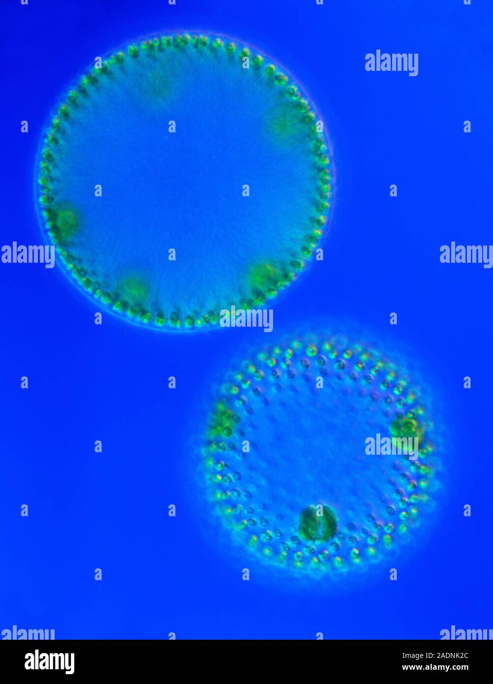 Volvox colonies. Light micrograph of two colonies of Volvox aureus ...