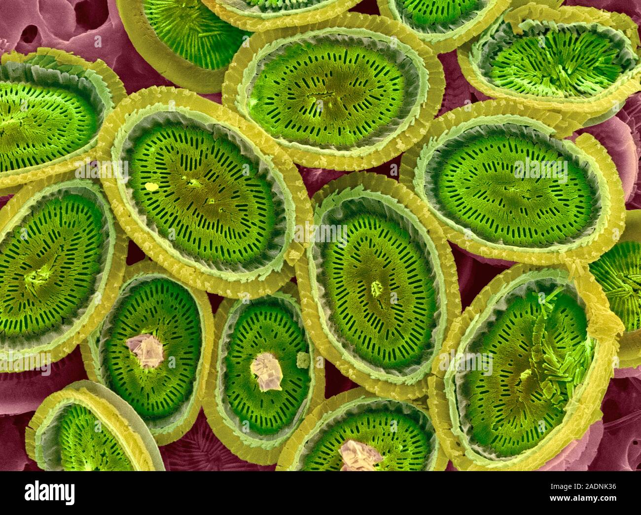 Plankton cell wall. Coloured scanning electron micrograph (SEM) of the ...