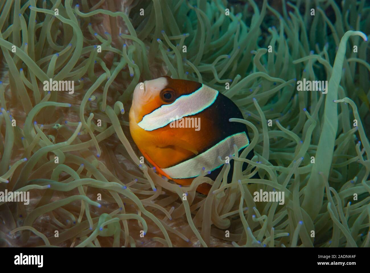 Clarki Anemonefish Amphiprion clarkii Stock Photo - Alamy