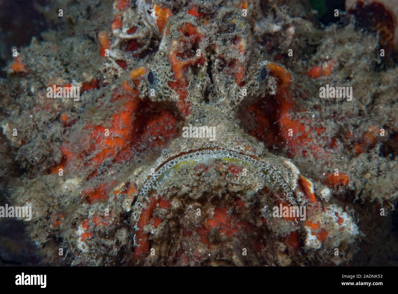 Spiny Devilfish Inimicus didactylus Stock Photo - Alamy